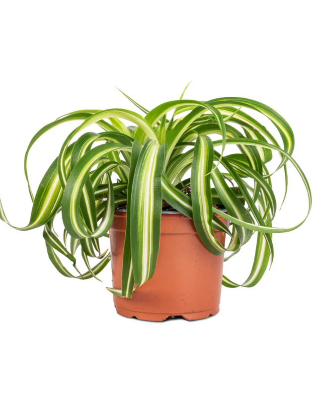 Chlorophytum Bonnie - Curly Spider Plant – Memento Belfast